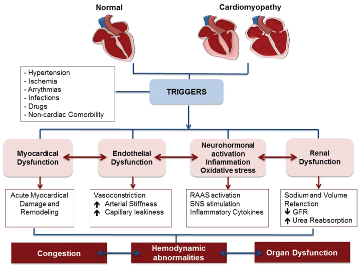 Emerging Concepts In Acute Heart Failure From The Pathophysiology To