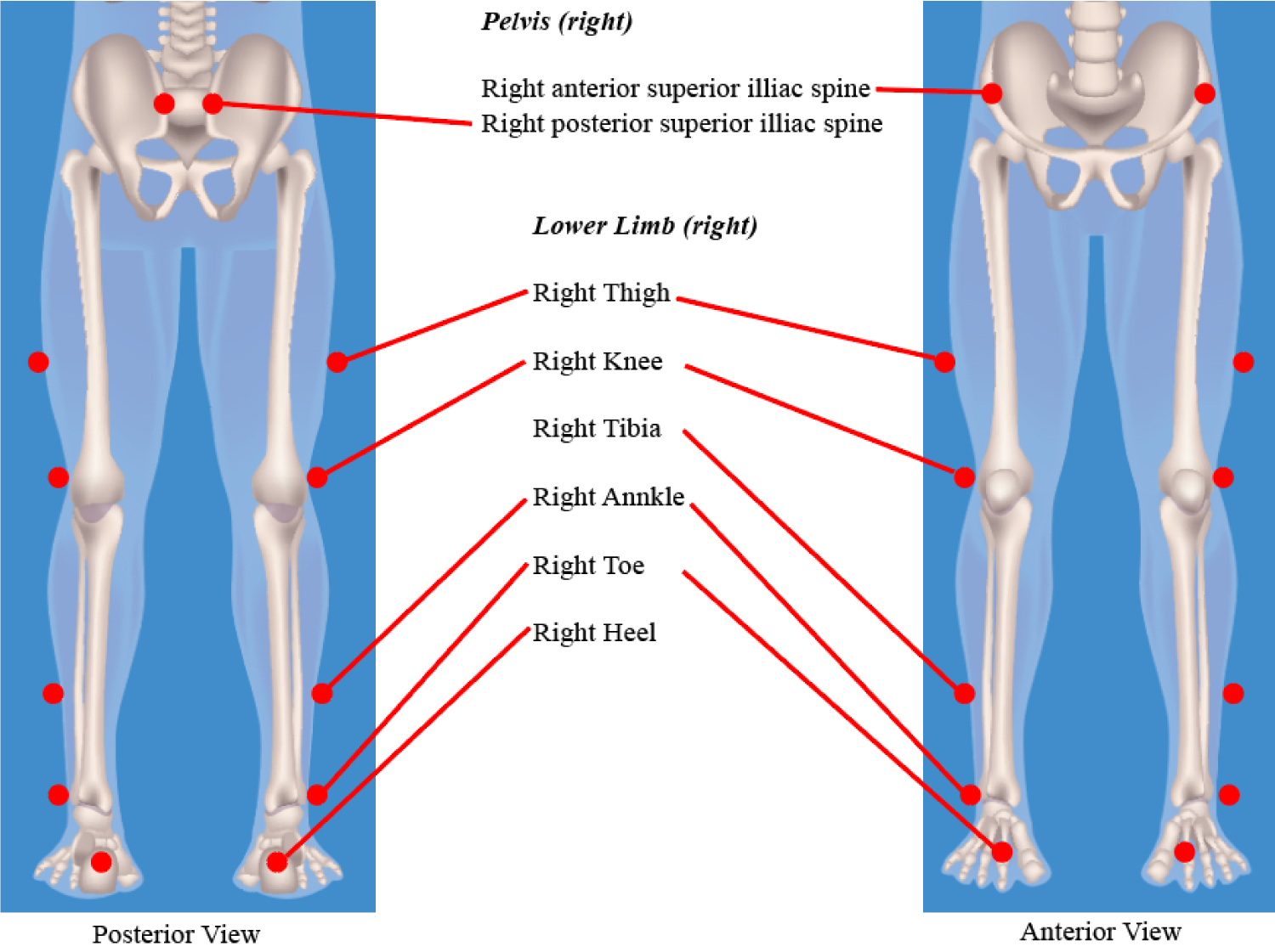 Does the Use of Lycra-Hip-Orthoses Stabilize Gait and Increase Activity ...